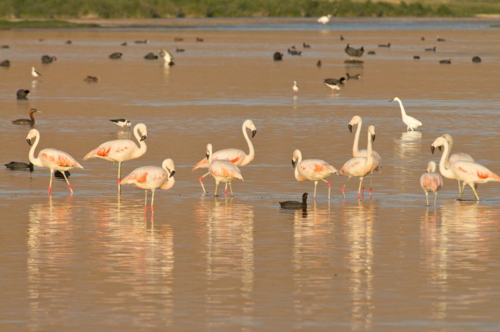 Día Mundial de la Naturaleza: conoce los humedales de la costa sur que ...