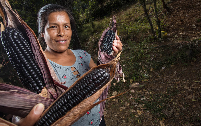 Minera Poderosa impulsa innovación agrícola en La Libertad - Minería Hoy