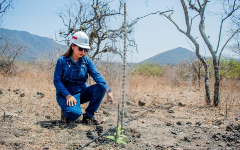 Enosa siembra 1500 plantones en Suyo