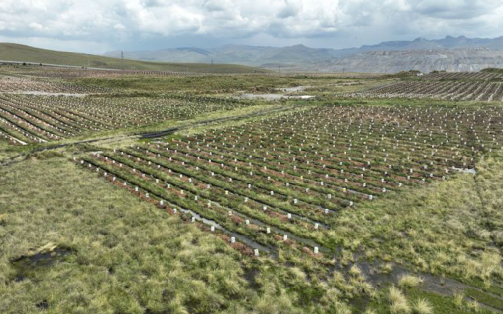 Antapaccay foresta 130 hectáreas para ampliar verdes en Espinar